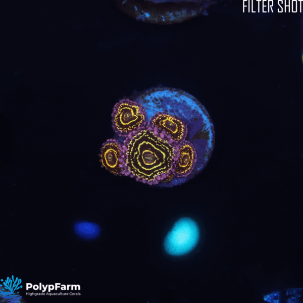 Zoanthus Stratosphere 6 Polyps – PolypFarm